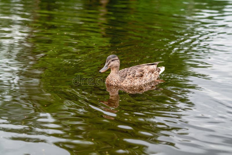 A Lone Duck Swims in a Pond Stock Image - Image of adorable, reflection ...