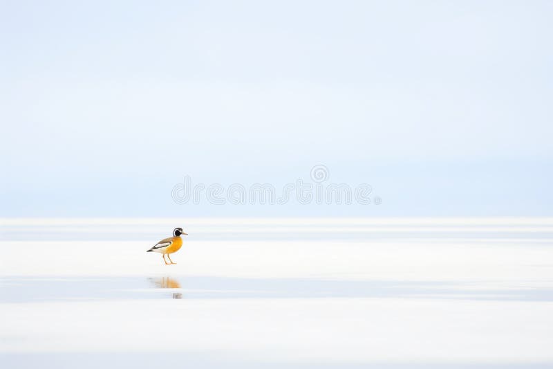 Lone Duck on Vast Frozen Pond, Minimalist Stock Illustration ...