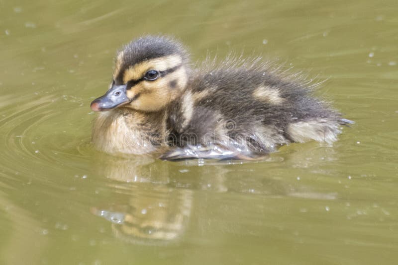 One Duckling on Southampton Common Stock Photo - Image of cute, duck ...
