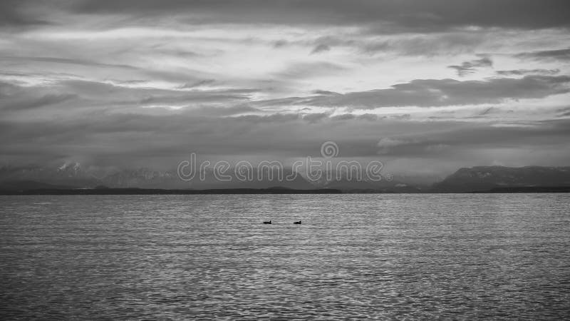 Lone Ducks stock image. Image of georgia, clearspace - 85457079