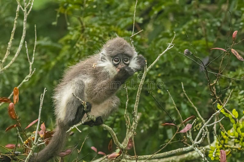 Dusky Leaf Monkey Eating the Seed Pod Off Yellow Flame Tree. Stock ...