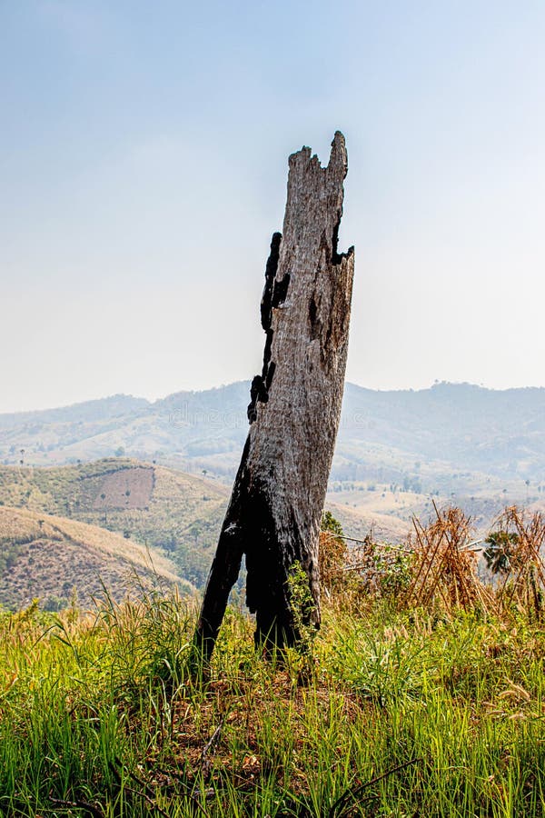 A Lone Dying Tree on a Hill Overlooking Stock Image - Image of view ...
