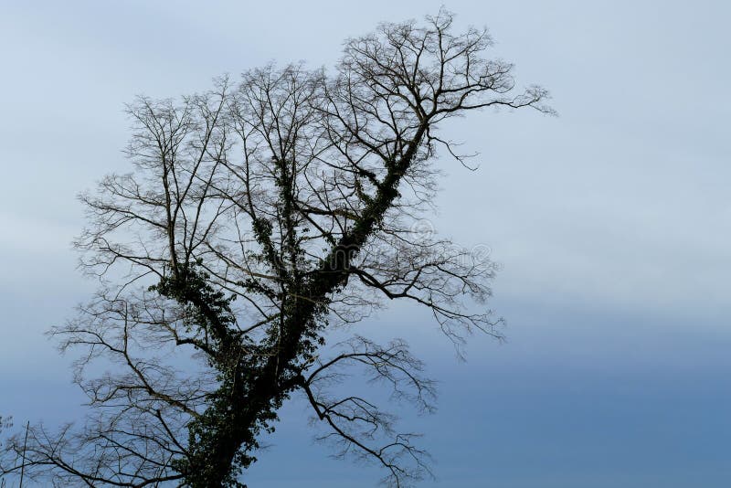 Lone, Dying Tree with Thin Sharp Branches and Withered Leaves Under a ...