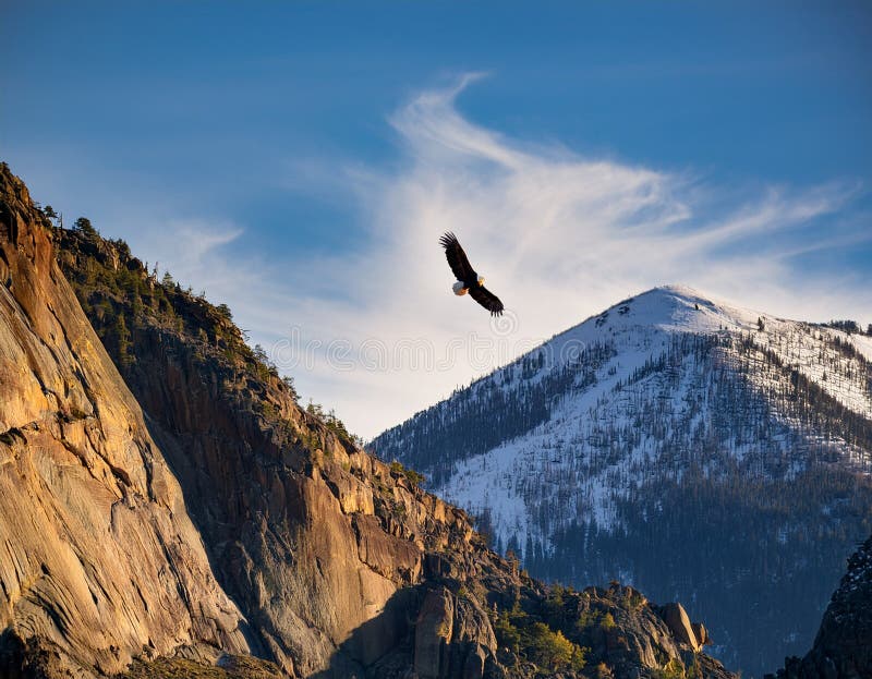 A Lone Eagle Soaring Above the Rugged American Mountainscape in the ...