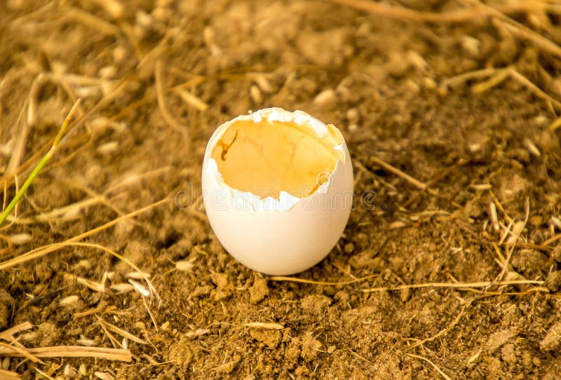 Egg Shell stock photo. Image of field, empty, lone, birth - 121643246