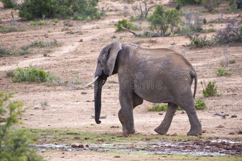 Lone Elephant stock photo. Image of horizontal, sand - 12772110