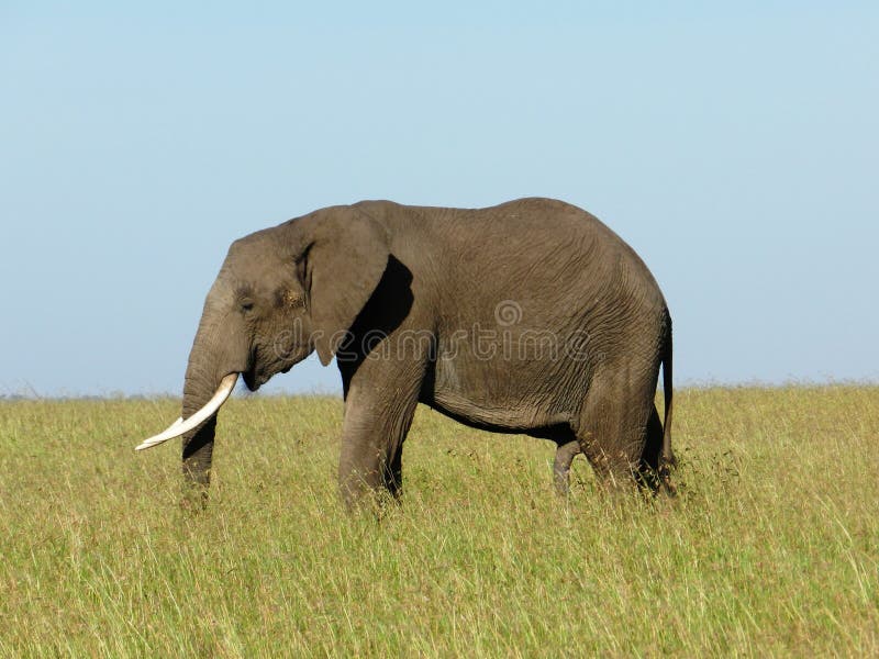 A Lone Elephant in the African Savannah Stock Photo - Image of ...