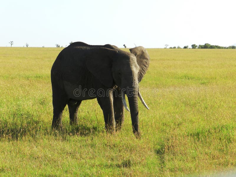A Lone Elephant in the African Savannah Stock Image - Image of religion ...