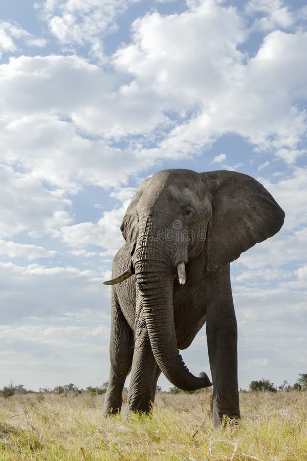 A lone elephant bull. stock photo. Image of dusty, africa - 145449070