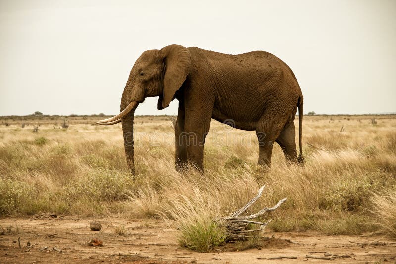 Lone Elephant Bull, African Elephant, Caught in the Tarangire National ...