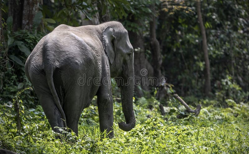 A Lone Elephant in the Forest of Kaziranga. Stock Photo - Image of ...