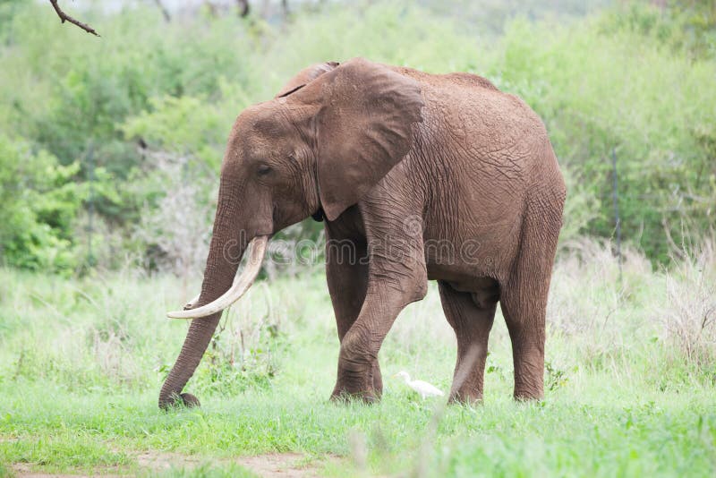 Lone Elephant Bull, African Elephant, Caught in the Tarangire National ...