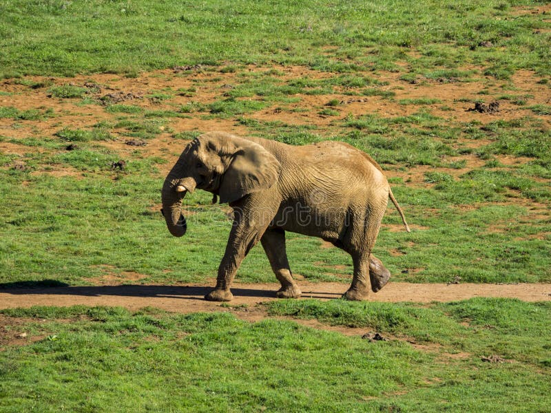 Elephant walking on a path stock photo. Image of africa - 141846944