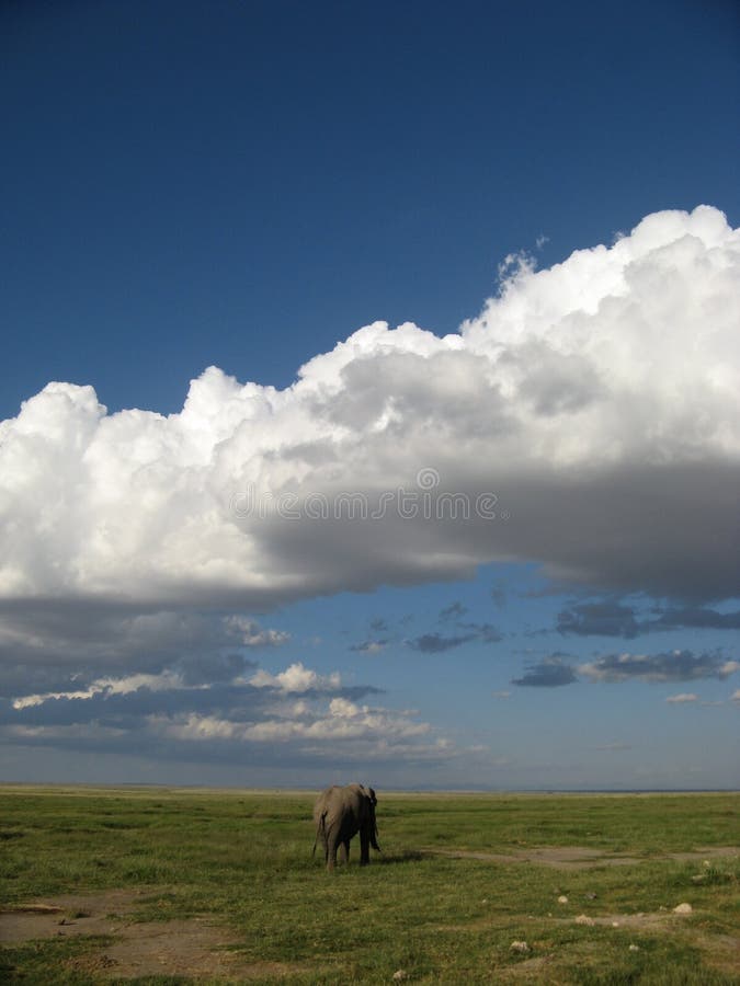 Lone Elephant Bull, African Elephant, Caught in the Tarangire National ...