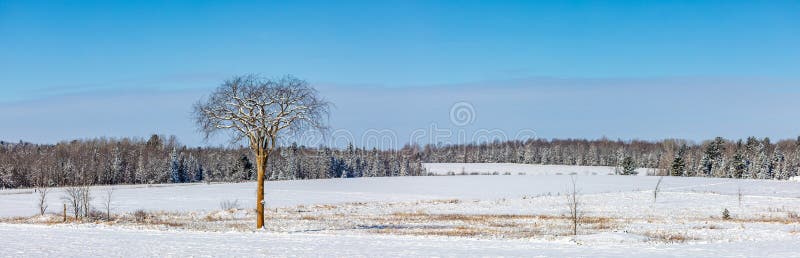 Lone Elm Tree in the Middle of a Snow Covered Wisconsin Field with a ...