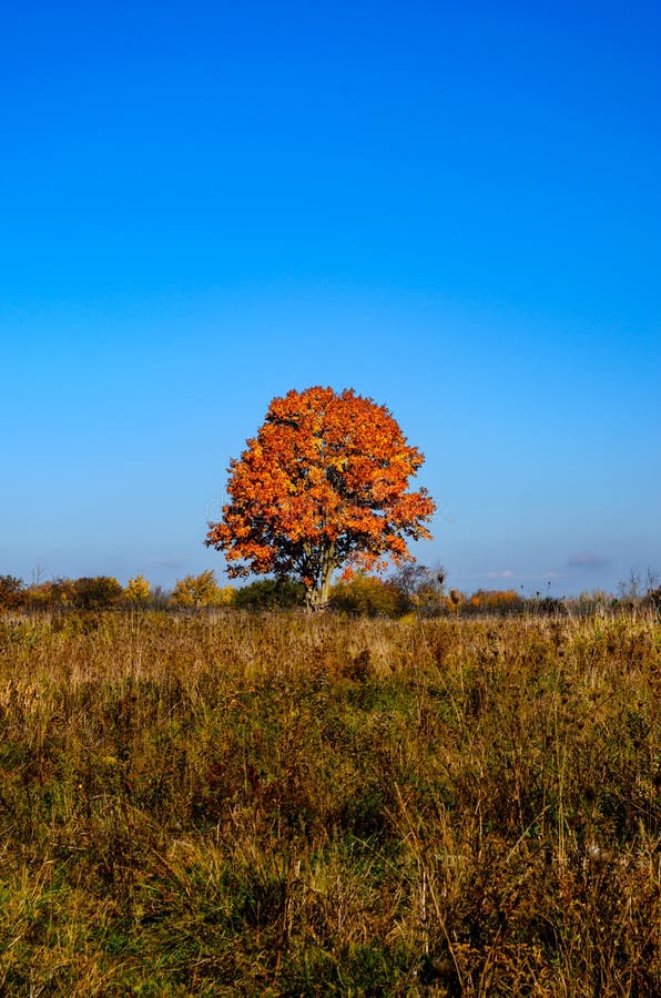 Red and Orange Maple Trees in Fall Stock Image - Image of full ...