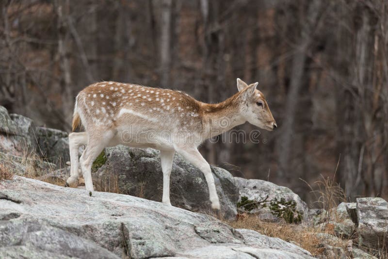 A Lone Fallow Deer on a Rock Face Stock Photo - Image of forest, lone ...