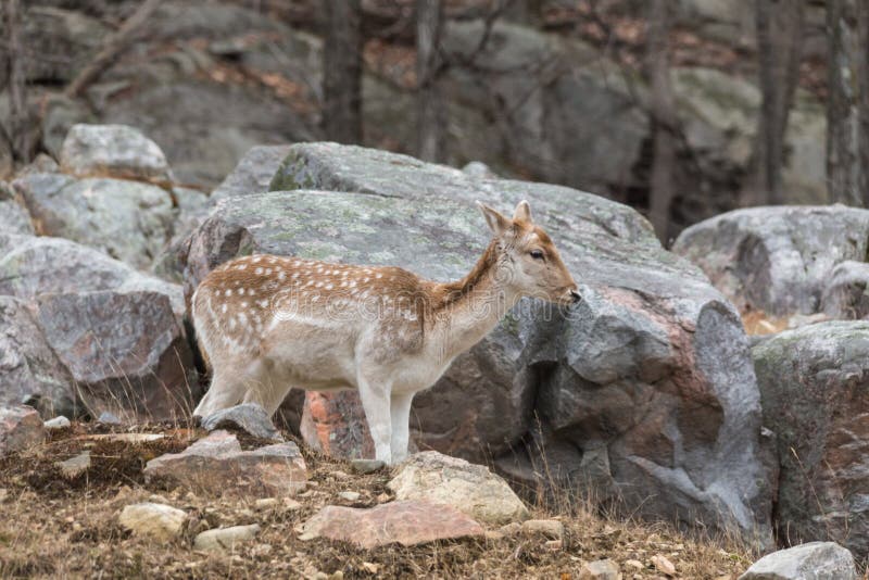 A Lone Fallow Deer on a Rock Face Stock Photo - Image of grazing, deer ...