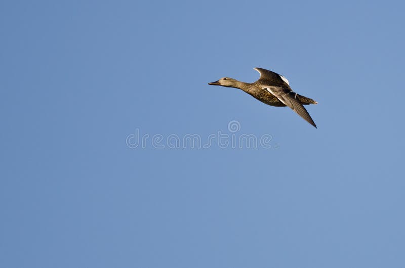 Lone Female Duck Flying in a Blue Sky Stock Photo - Image of nature ...