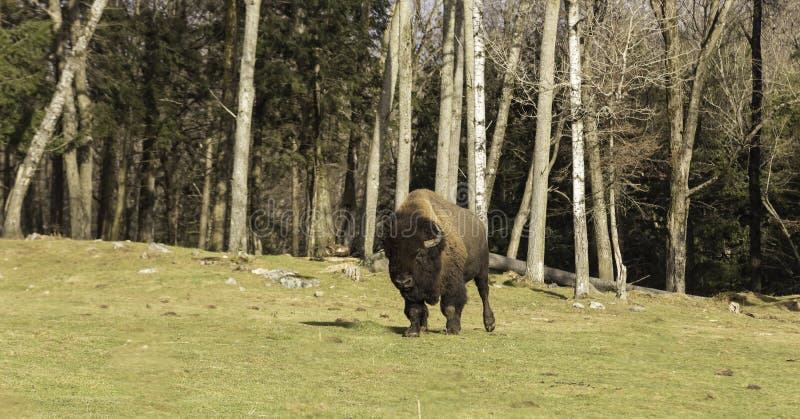 A Lone Field Buffalo in a Fall Landscape Stock Image - Image of horned ...