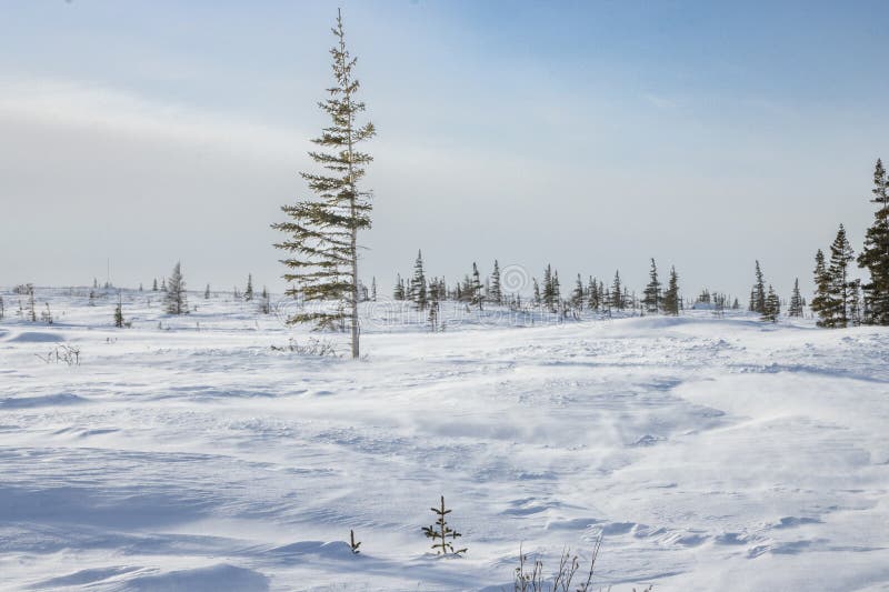 Unidirectional Branches Stock Photos - Free & Royalty-Free Stock Photos ...