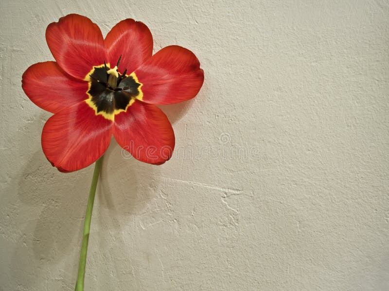 Lone flower stock image. Image of concept, textured, lone - 12690577