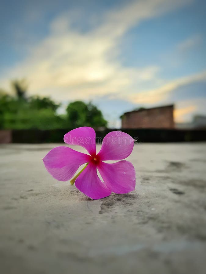 Lone Flower Head and Healing Crystals Header Stock Photo - Image of ...