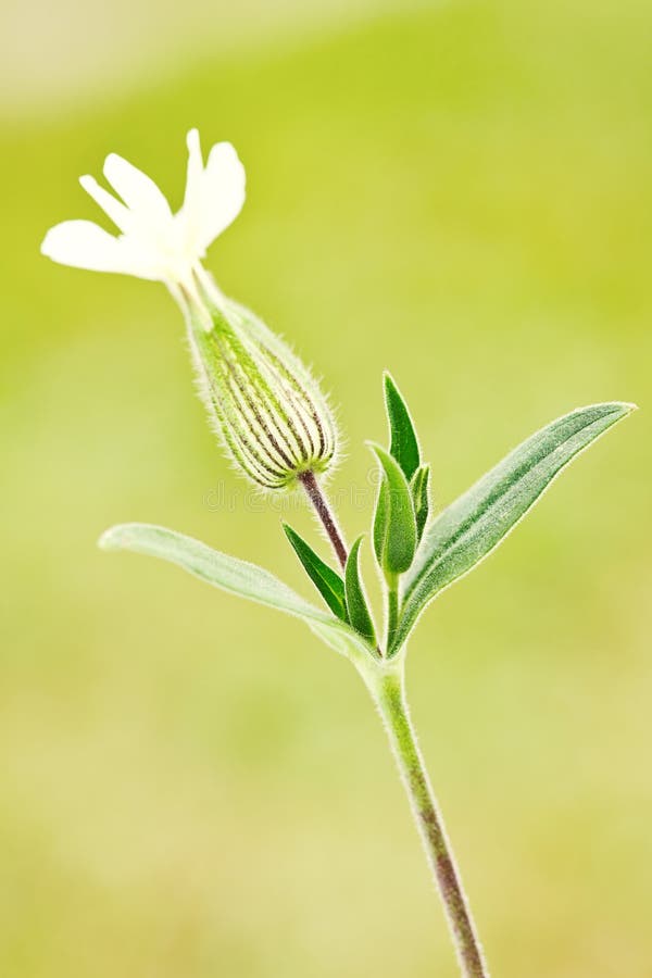 A lone flower stock image. Image of focus, color, garden - 41861781
