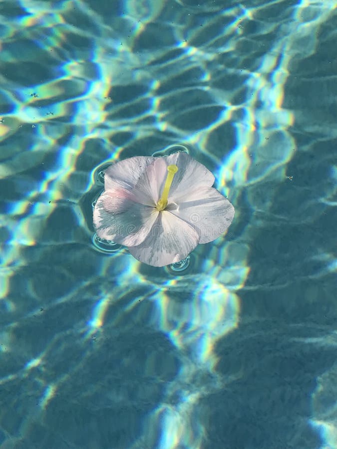 Lone Flower stock image. Image of flower, lone, pool - 92798389 Lone Flower stock image. Image of flower, lone, pool - 92798389