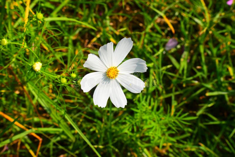 Lone flower in the grass stock photo. Image of blossom - 253721280