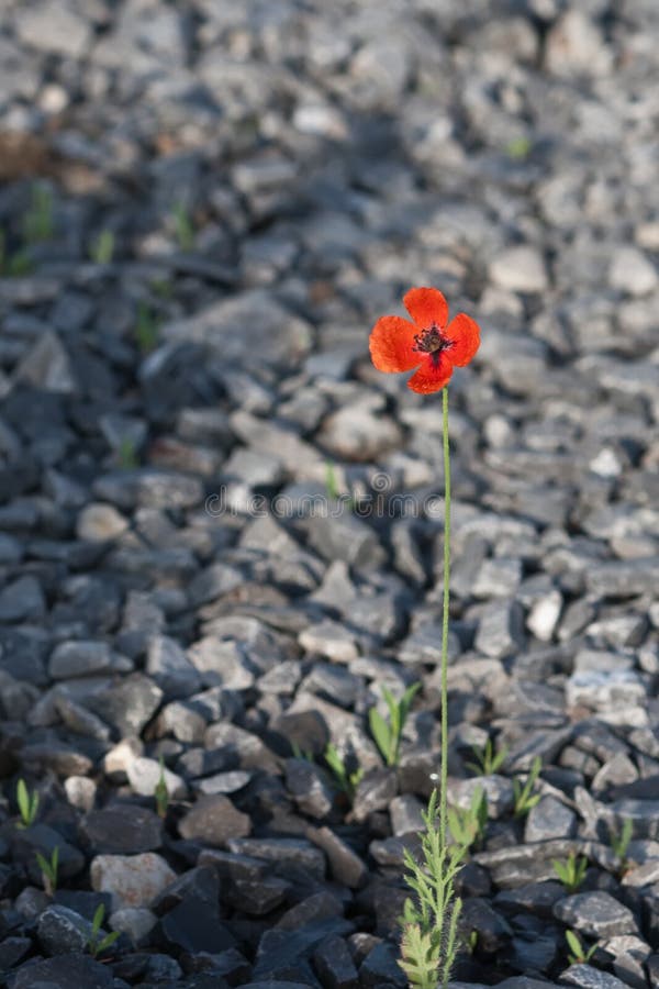 A Lone Flower Growing on the Rocks Stock Image - Image of standing ...