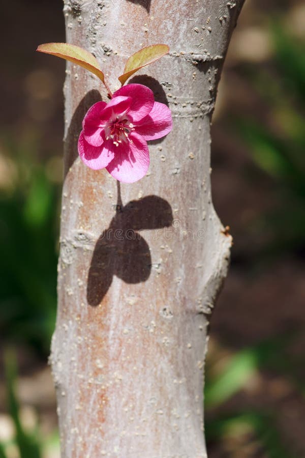 Lone flower stock image. Image of trunk, single, flowering - 30387051