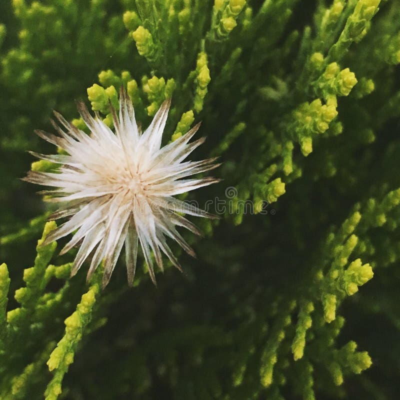 Lone Flower stock photo. Image of flower, asthetics, trees - 99408050