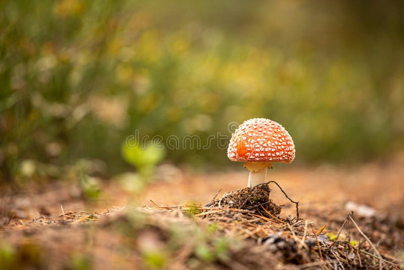 A Lone Fly Agaric with a Red Spotted Hat on a Blurry Forest Background ...