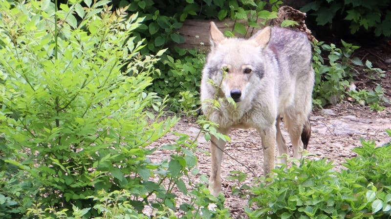 Lone Forest Gray Wolf Standing among Green Trees and Bushes Stock Photo ...