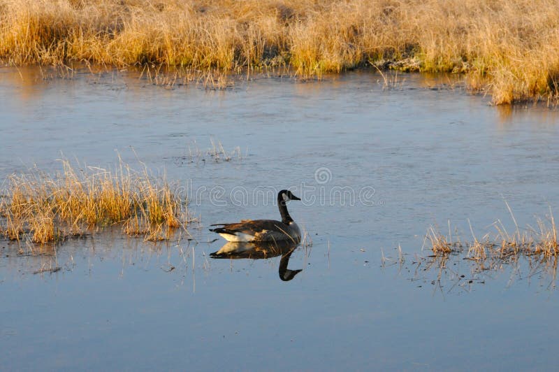 Reflection of Dried Reed in Water Stock Photo - Image of water, marsh ...