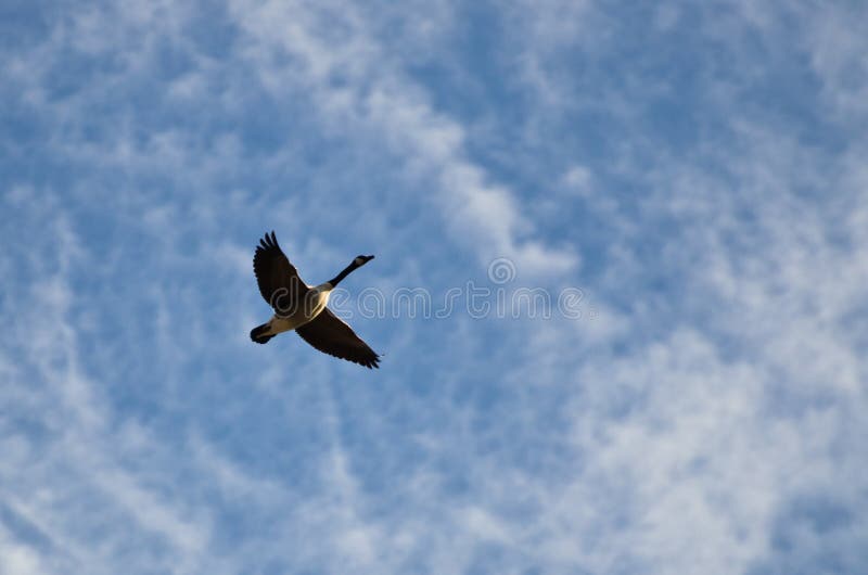 Lone Goose Flying in a Beautiful Sky Stock Image - Image of lone ...