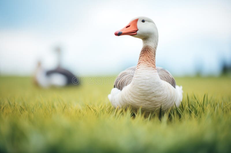 Lone Goose with Neck Stretched in Tall Turf Stock Image - Image of ...