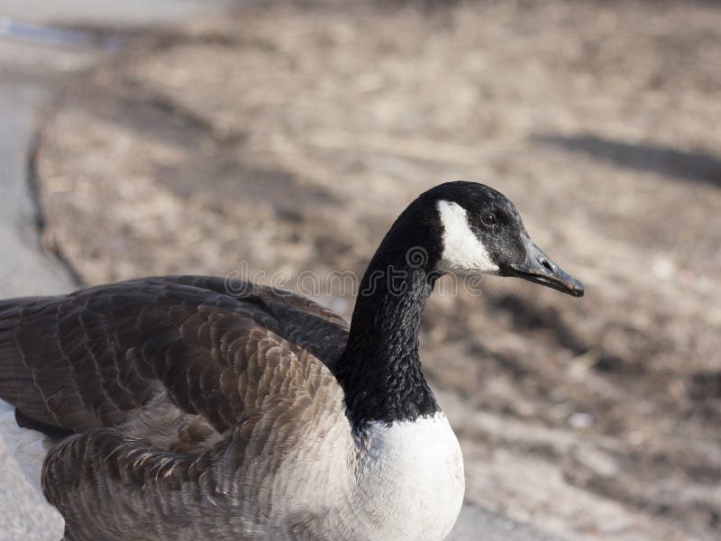 Lone goose stock photo. Image of lone, nature, park, goose - 52236882
