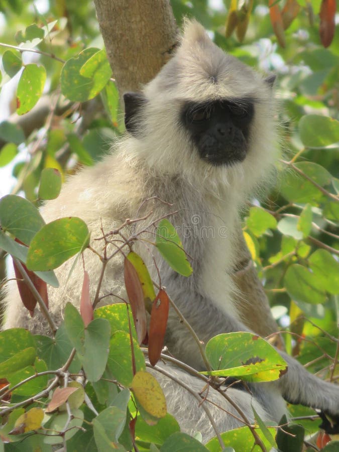 Lone Gray Langur Monkey Sitting on a Tree Branch, Vertical Shot Stock ...
