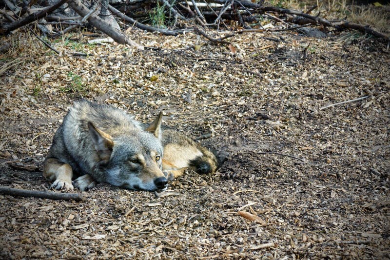 Lone Gray Wolf. Predatory Animal Stock Photo - Image of lupus, predator ...