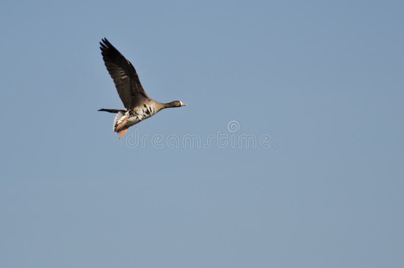 Lone Greater White-Fronted Goose Flying in a Blue Sky Stock Image ...