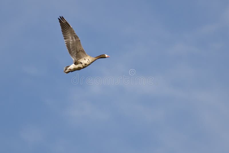 Lone Greater White-Fronted Goose Flying in a Blue Sky Stock Image ...