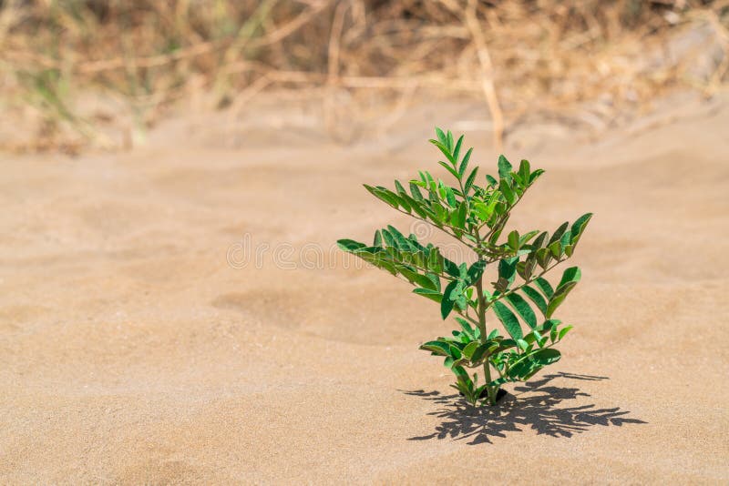 A Lone Green Plant Survived in a Hot Desert Stock Photo - Image of ...