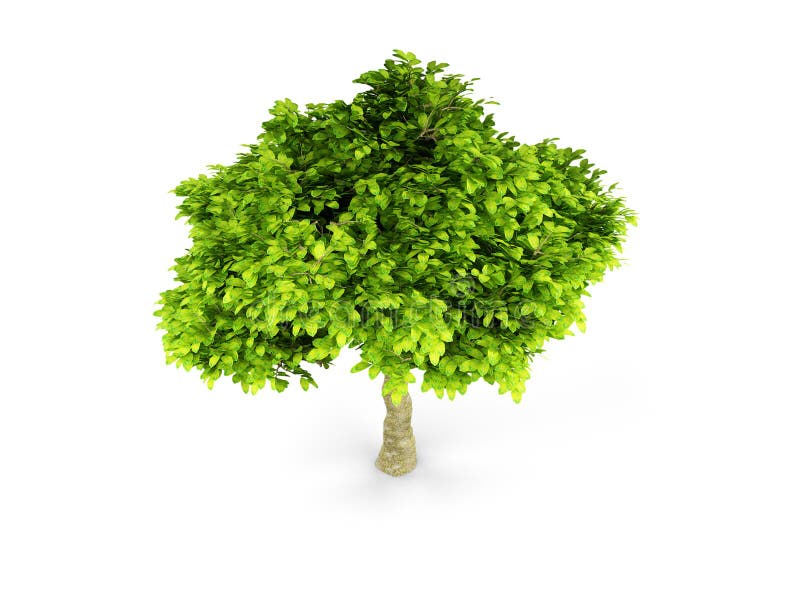 Lone Green Tree Isolated on White Stock Illustration - Illustration of ...