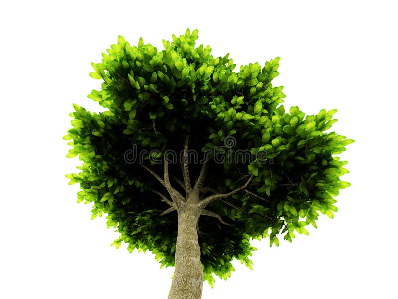 Lone Green Tree Isolated on White Stock Illustration - Illustration of ...