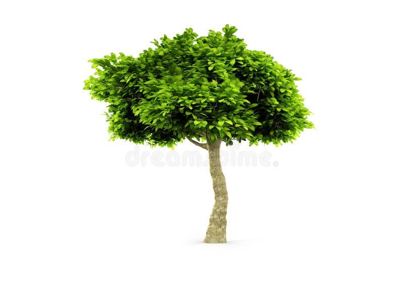 Lone Green Tree Isolated on White Stock Illustration - Illustration of ...