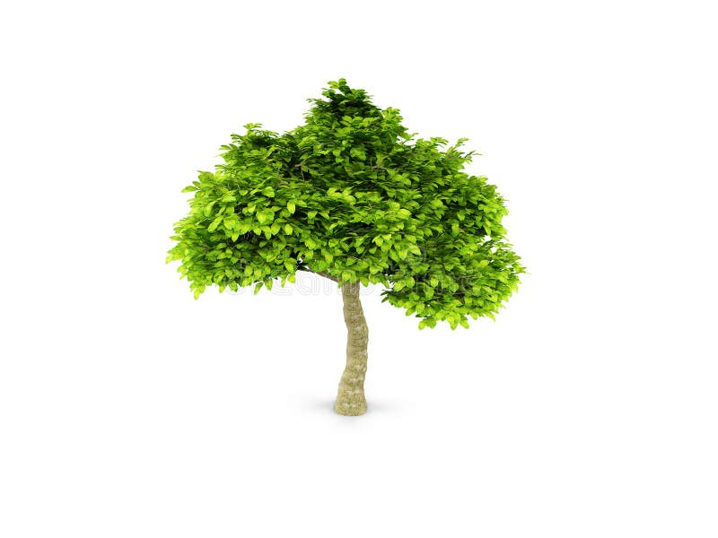 Lone Green Tree Isolated on White Stock Illustration - Illustration of ...