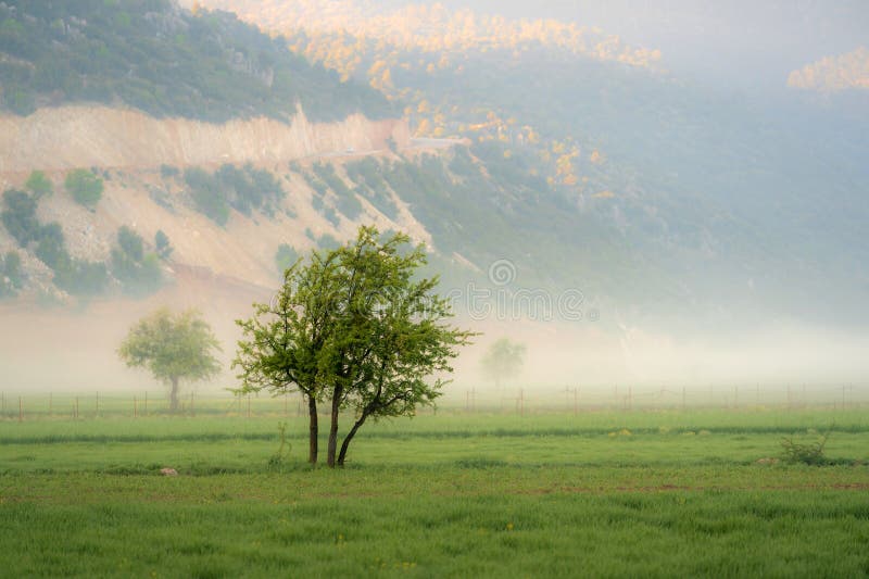 Lone Green Tree Misty Field Soft Mountain Background Stock Photos ...