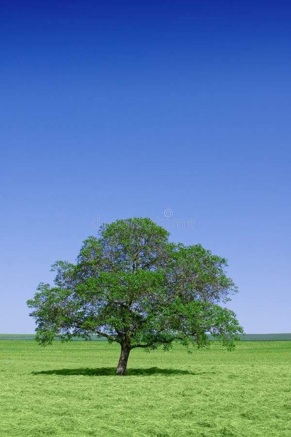 Lone Green Tree Under Protective Dome Stock Photo - Image of fresh ...